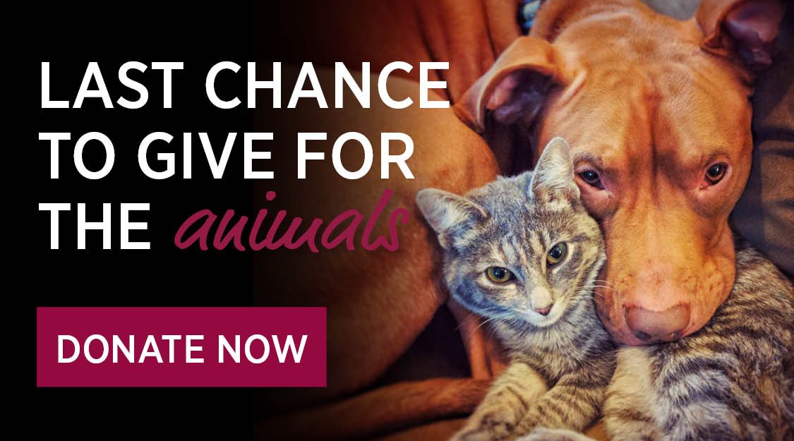Time is running out: Give for the animals